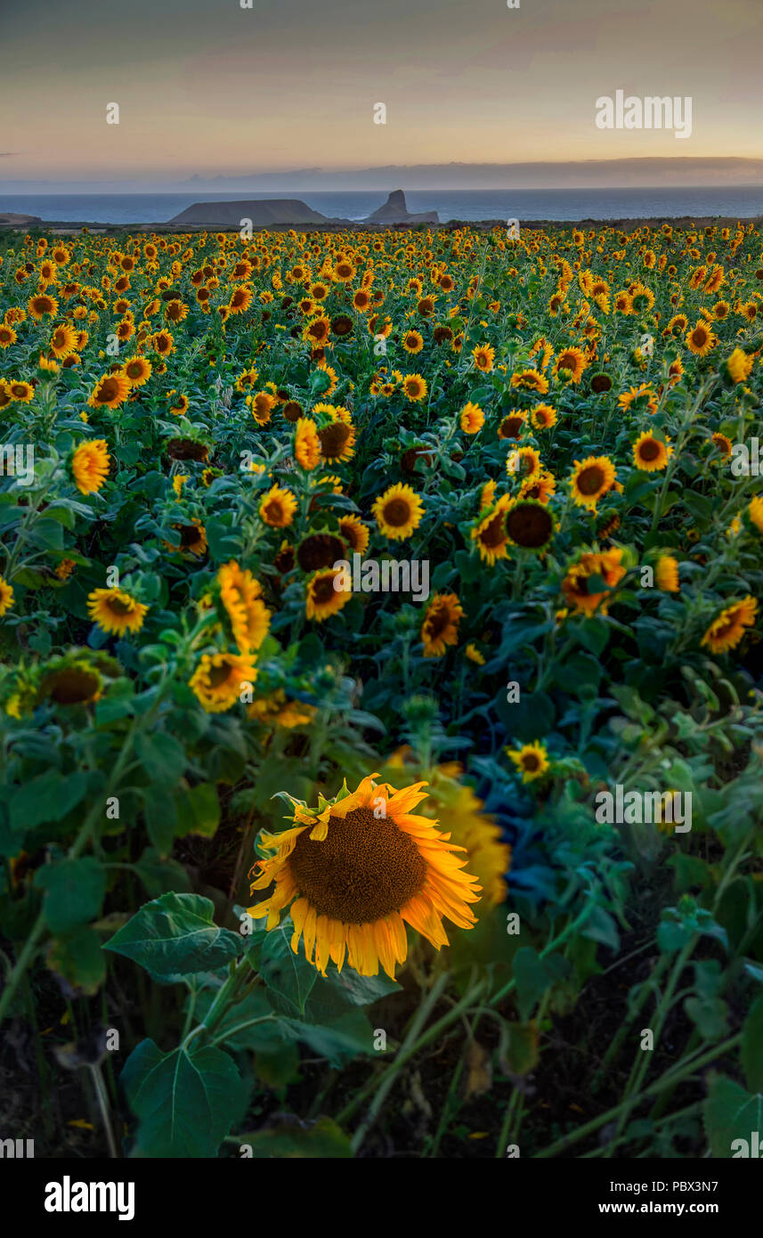 Gower sunflowers worms hi-res stock photography and images - Alamy