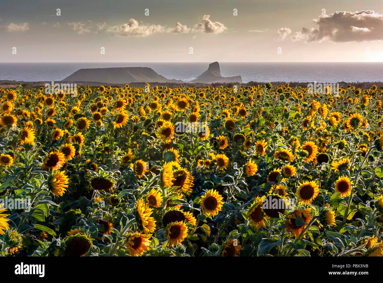Gower sunflowers worms hi-res stock photography and images - Alamy