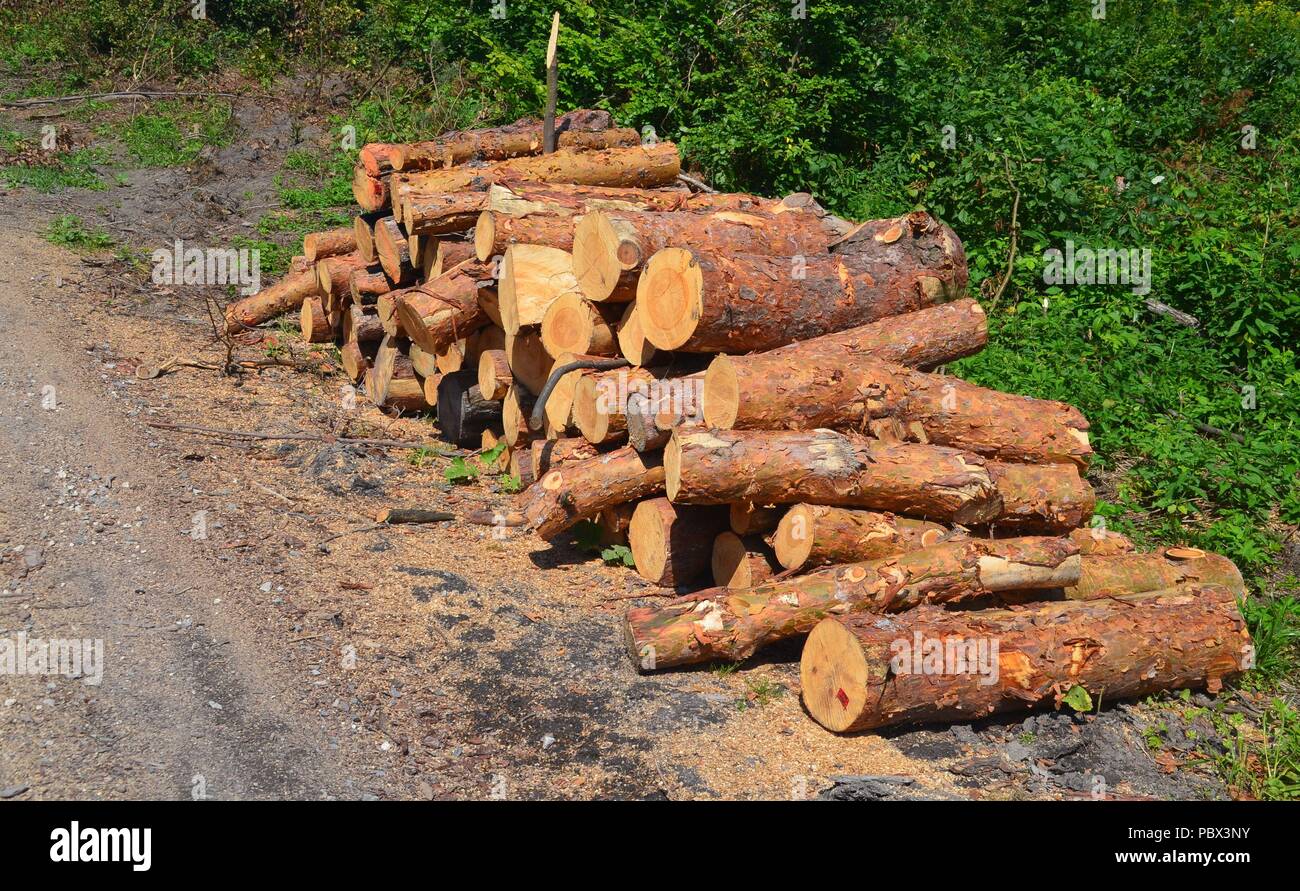 Cutted hi-res stock photography and images - Alamy