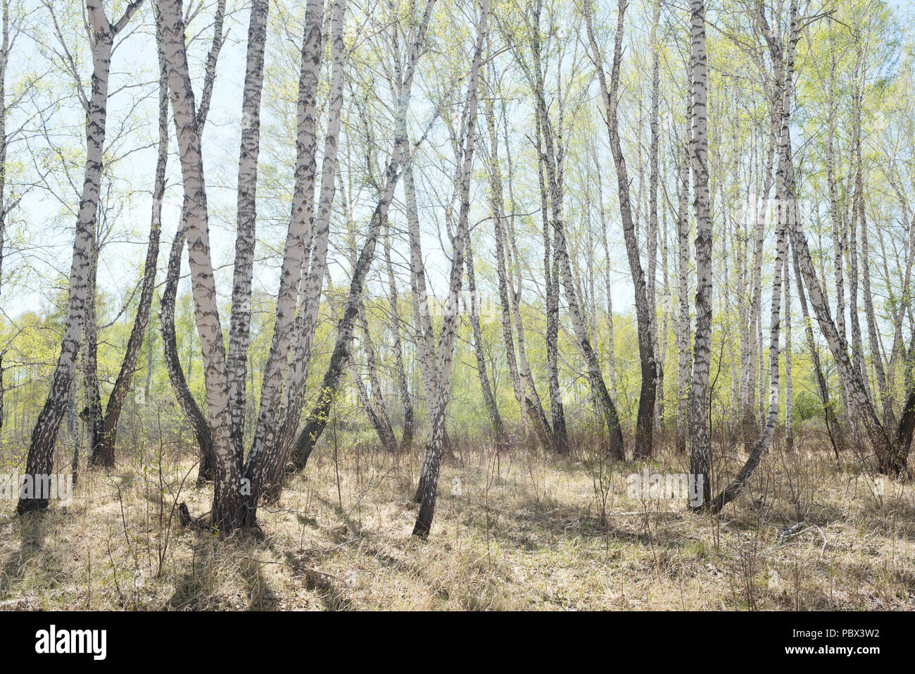 Spring birch forest Stock Photo - Alamy