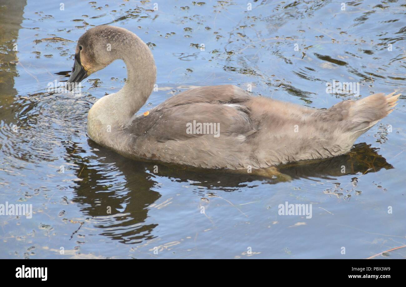 Grey young swan hi-res stock photography and images - Alamy