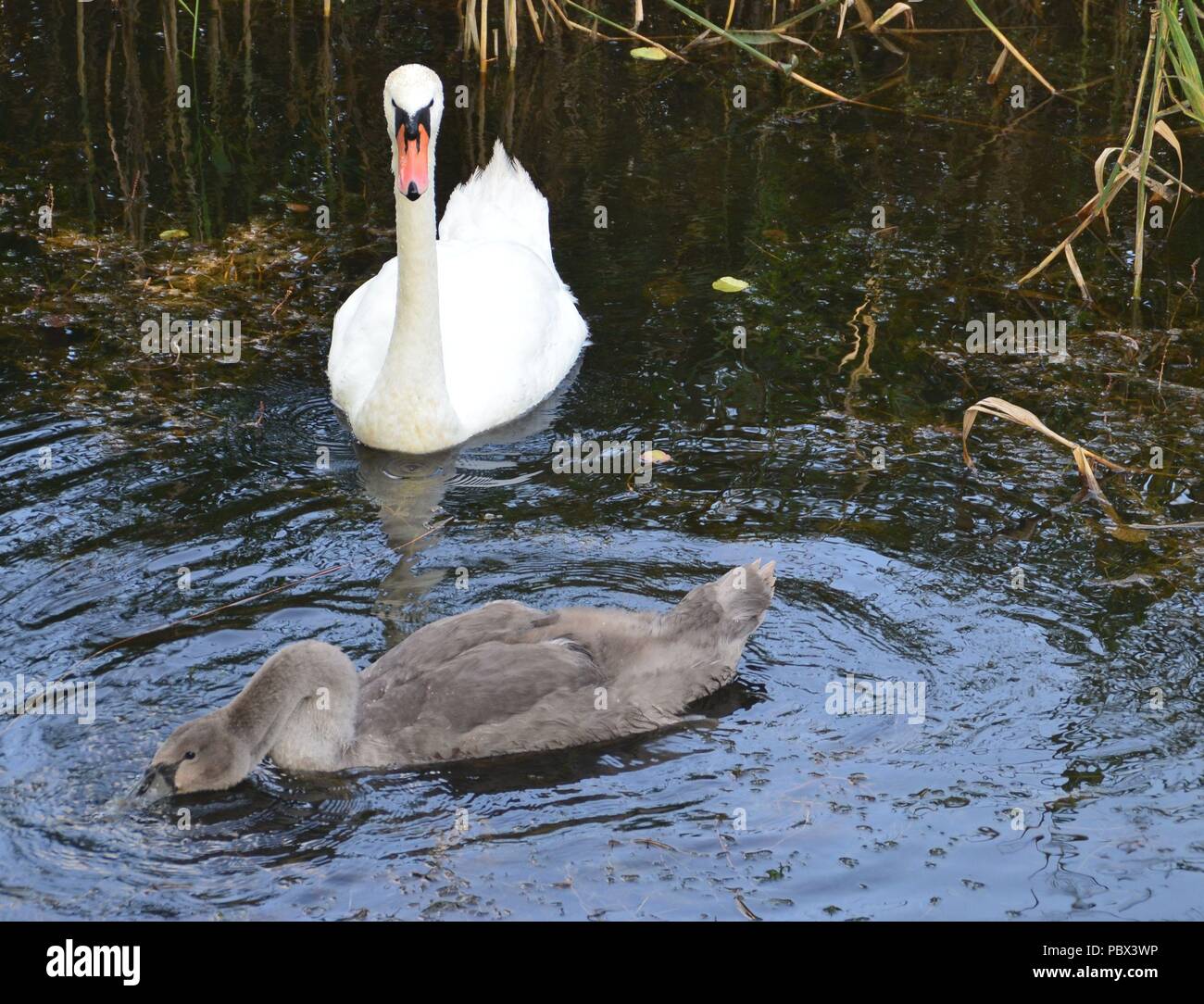 Adult swan with young swan in lake Stock Photo - Alamy