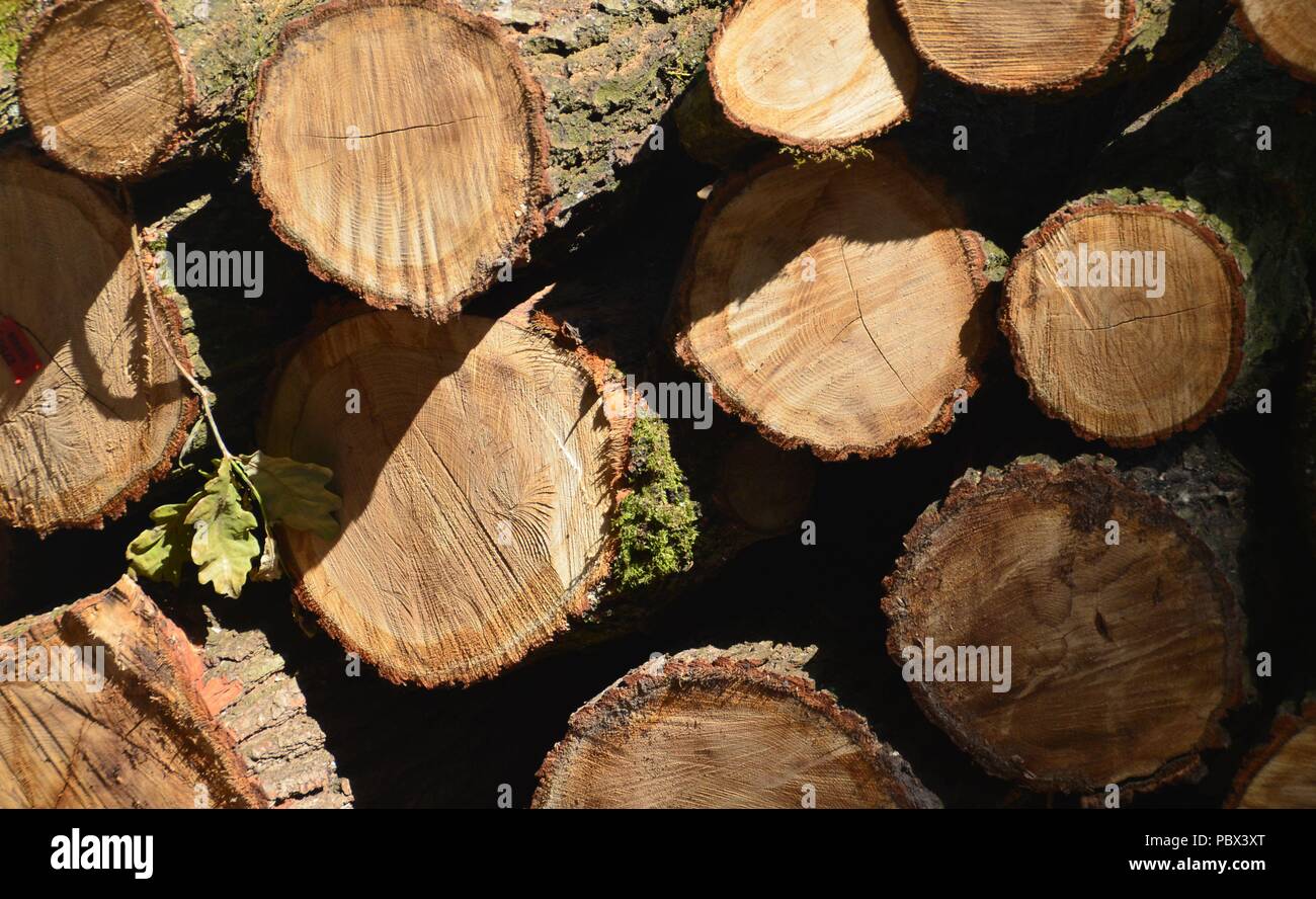 Cutted tree hi-res stock photography and images - Alamy