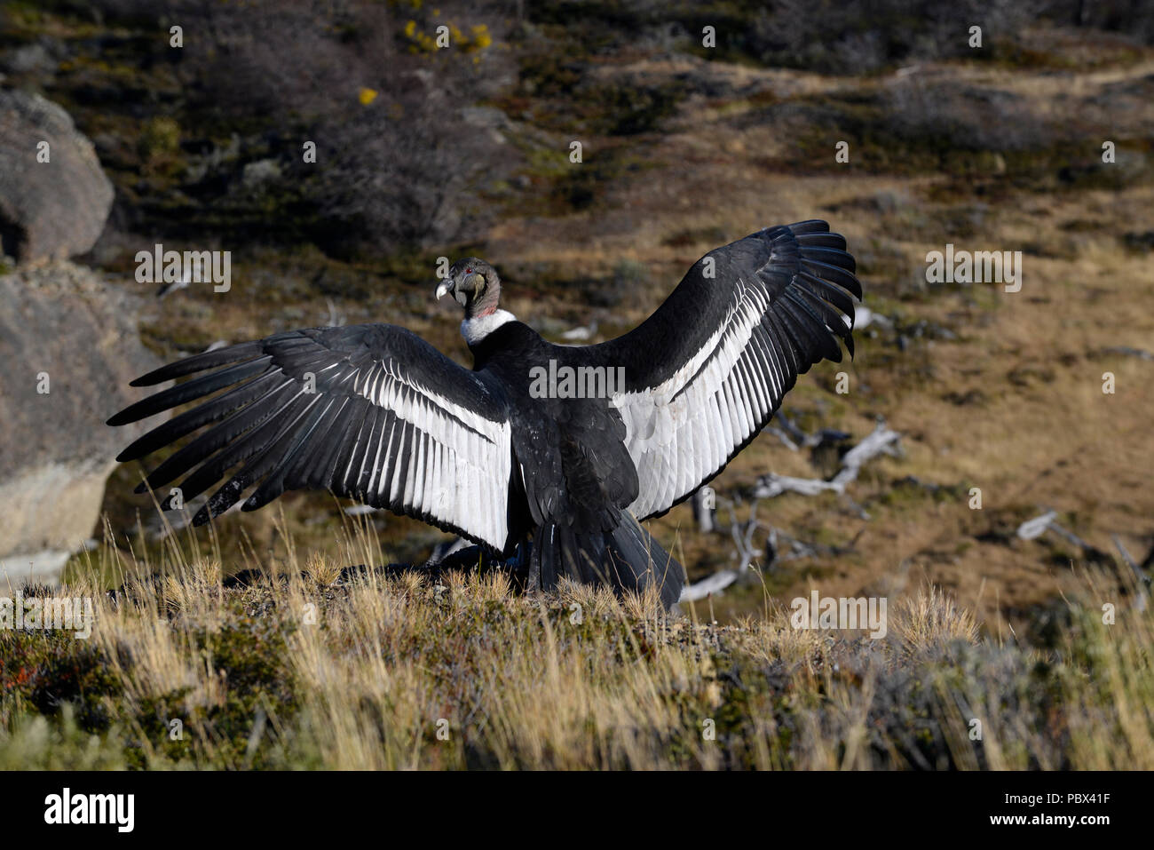 Andean condor hi-res stock photography and images - Alamy