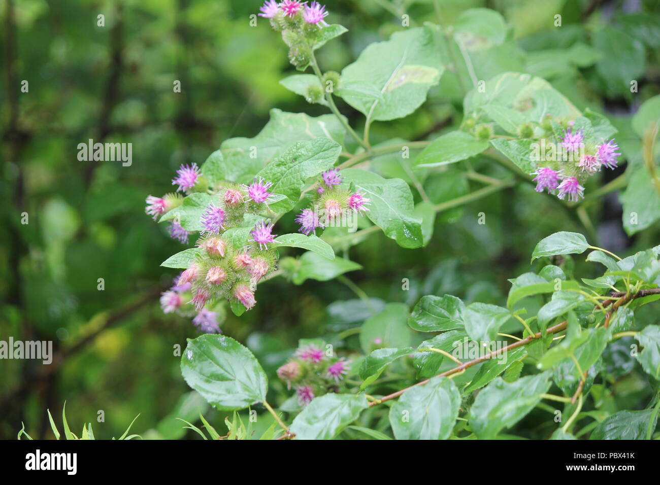 Common Burdock (Arctium) with purple flower on top, growing beside a ...
