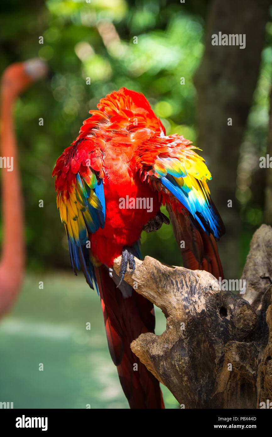 Parrot bird portrait ave hi-res stock photography and images - Alamy
