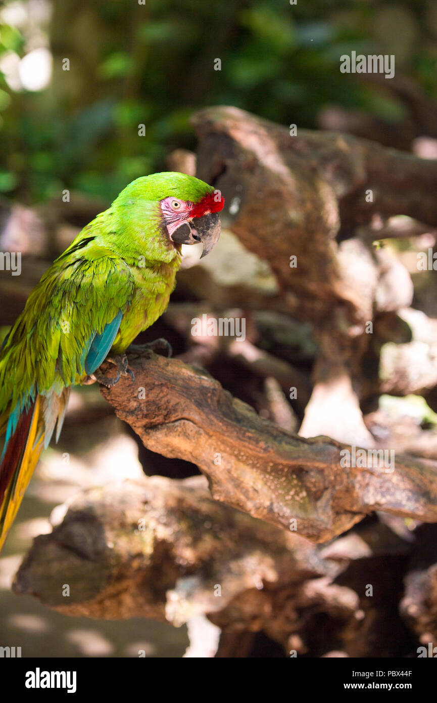 Parrot bird portrait ave hi-res stock photography and images - Alamy