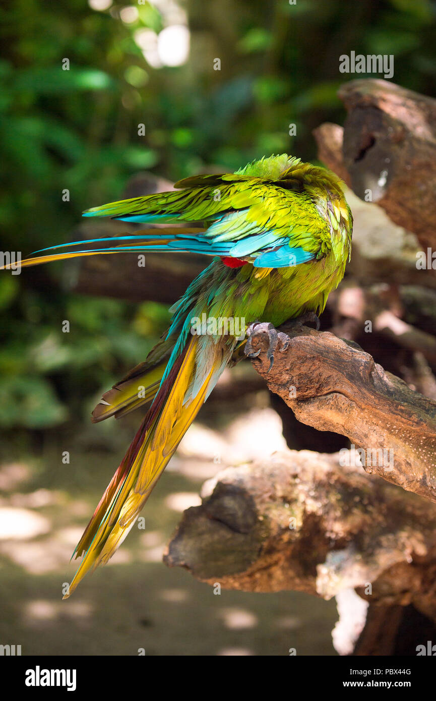 Parrot bird portrait ave hi-res stock photography and images - Alamy