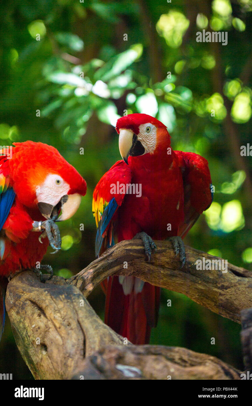 National park xcaret hi-res stock photography and images - Alamy