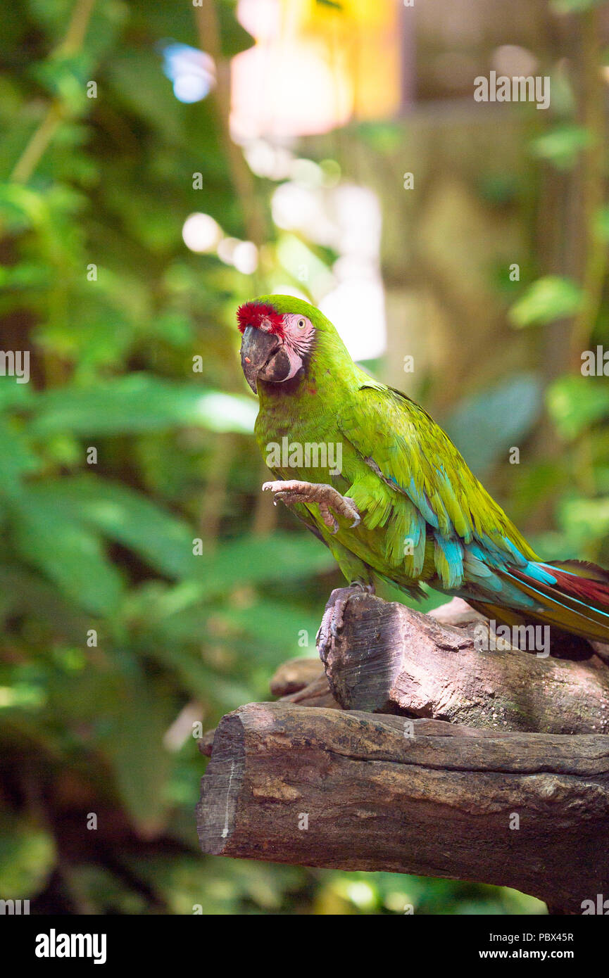 Mexico macau hi-res stock photography and images - Alamy