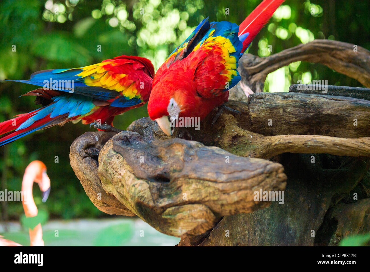 Parrot bird portrait ave hi-res stock photography and images - Alamy