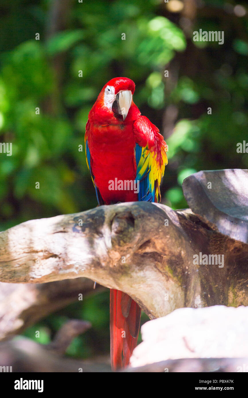 Parrot bird portrait ave hi-res stock photography and images - Alamy