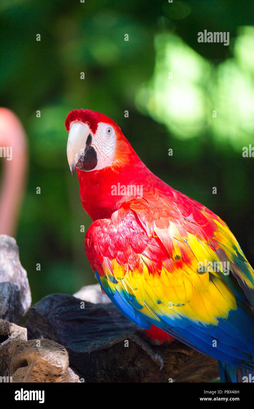 Parrot bird portrait ave hi-res stock photography and images - Alamy