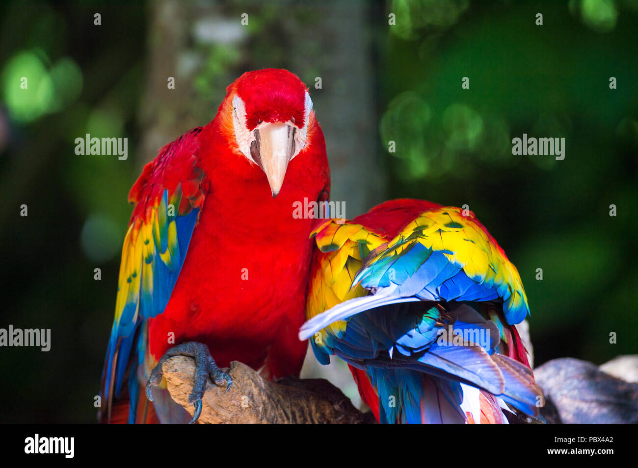 Parrot bird portrait ave hi-res stock photography and images - Alamy