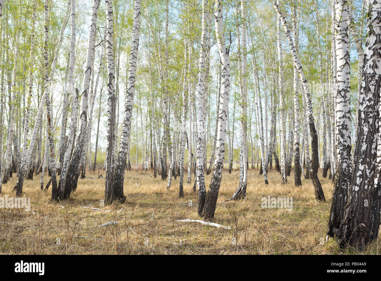 Spring birch forest Stock Photo - Alamy