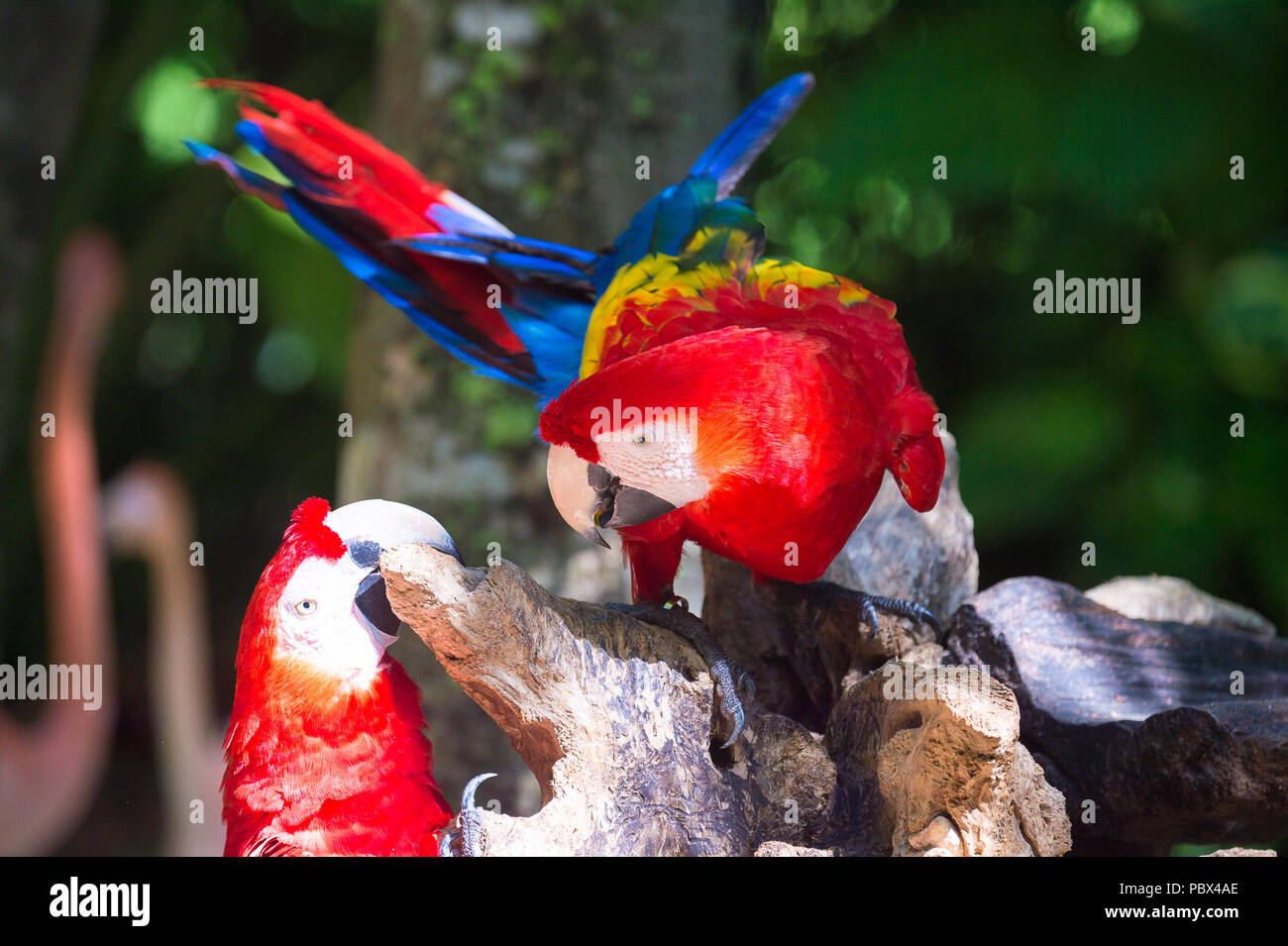 Parrot bird portrait ave hi-res stock photography and images - Alamy