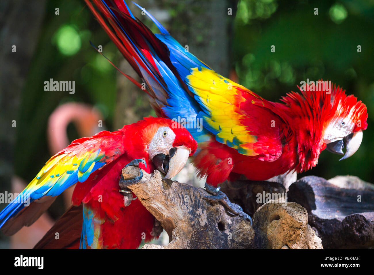 Parrot bird portrait ave hi-res stock photography and images - Alamy