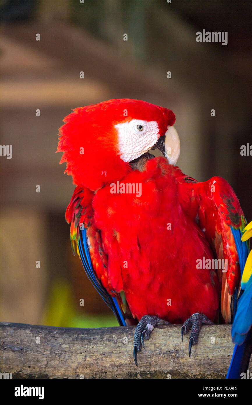Parrot bird portrait ave hi-res stock photography and images - Alamy
