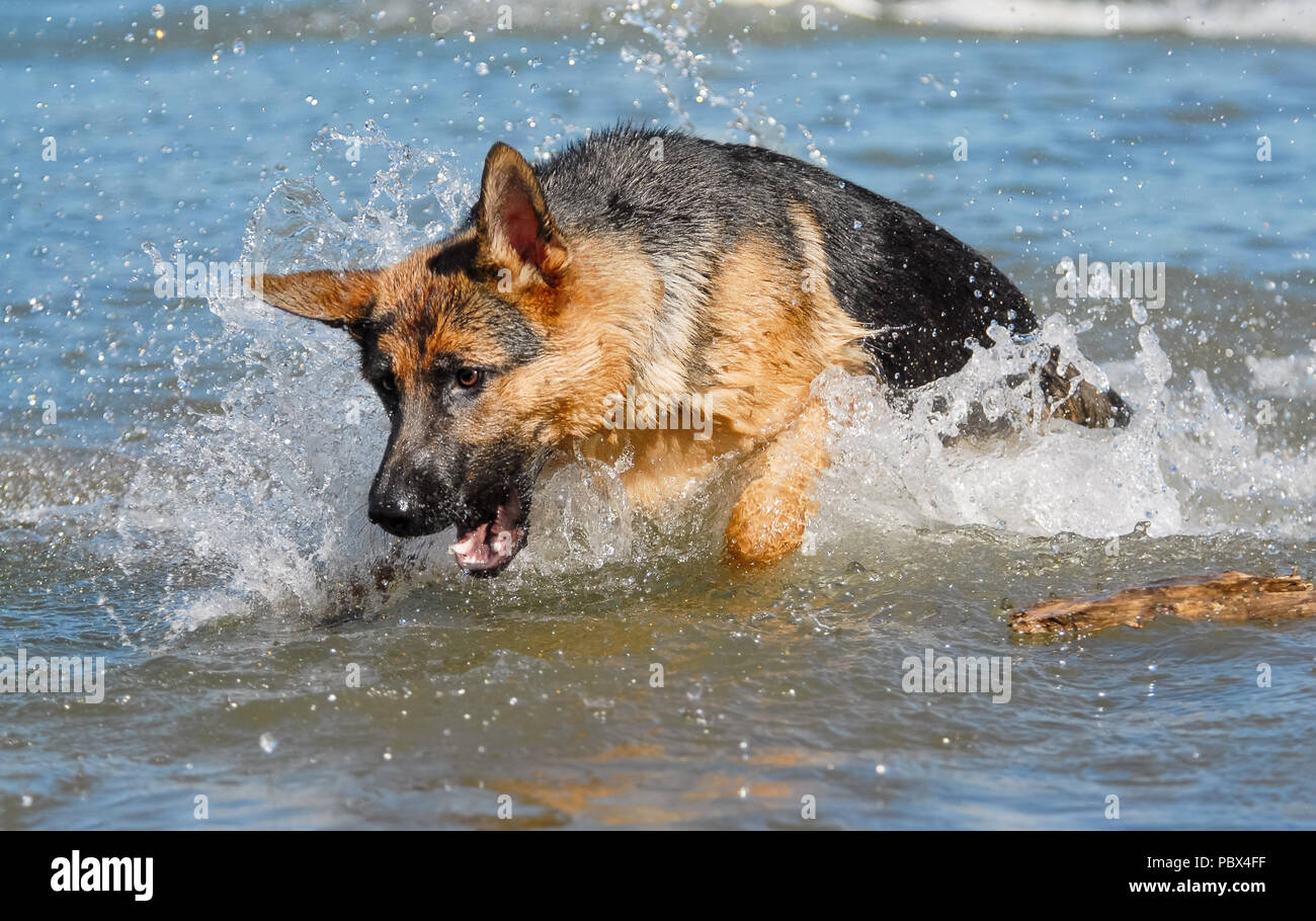German shepherd jumping hi-res stock photography and images - Alamy