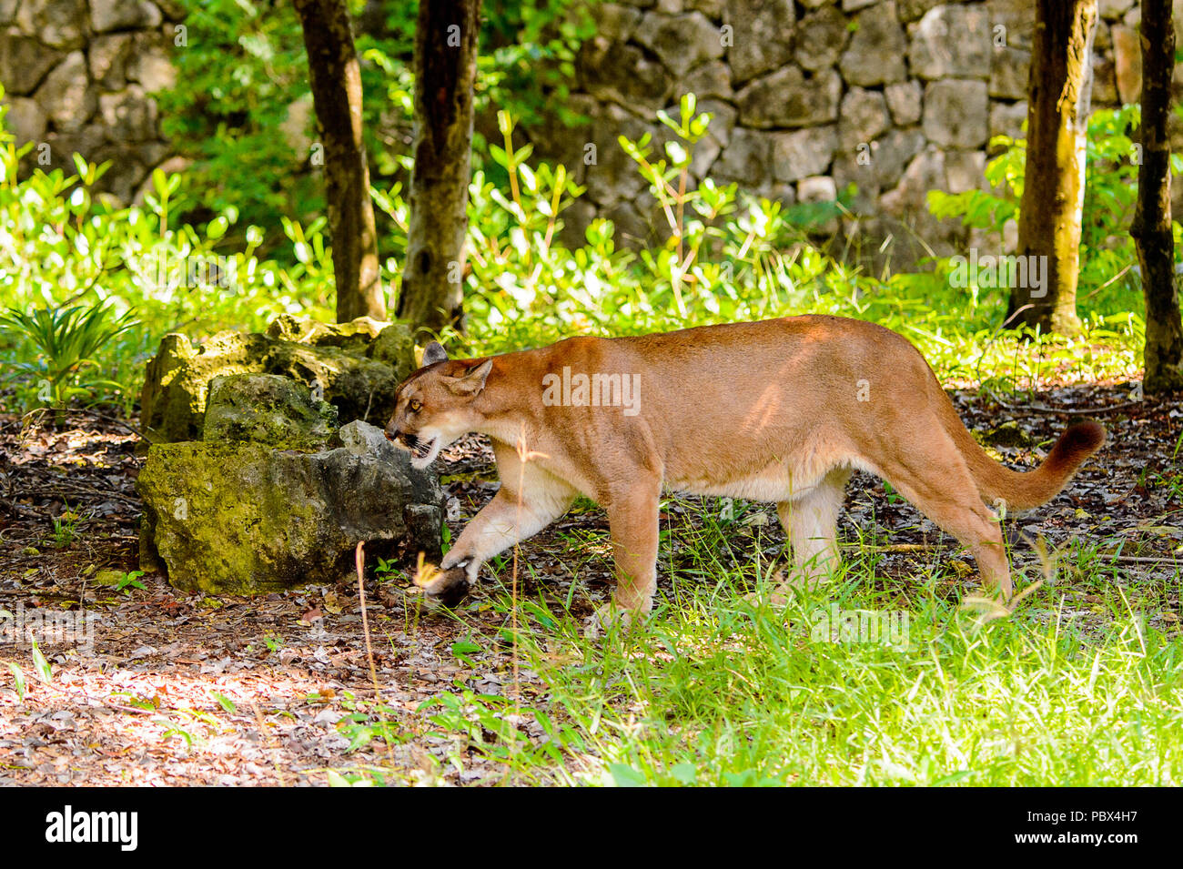 Mexican bobcat hi-res stock photography and images - Alamy