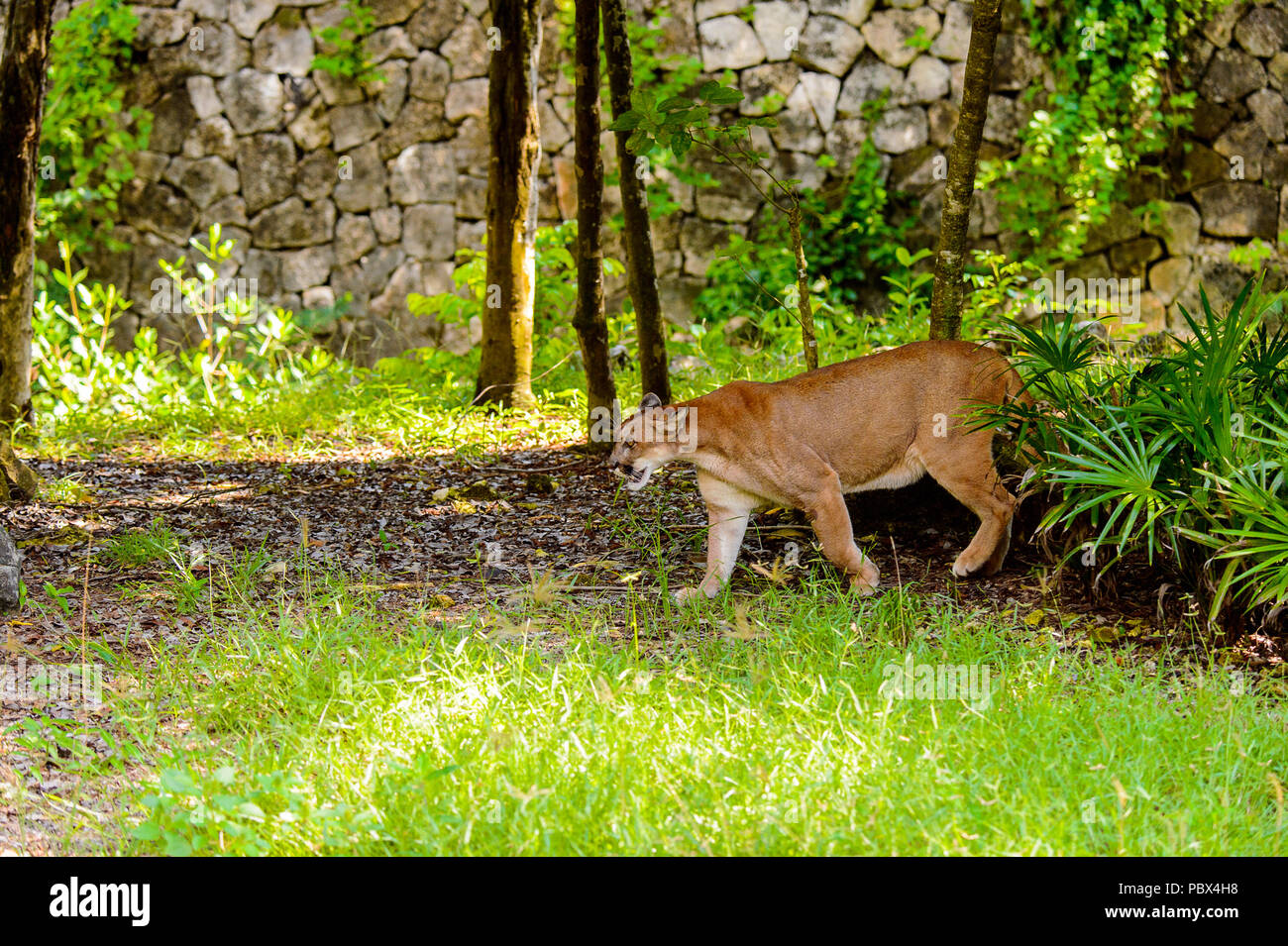 Mexican bobcat hi-res stock photography and images - Alamy