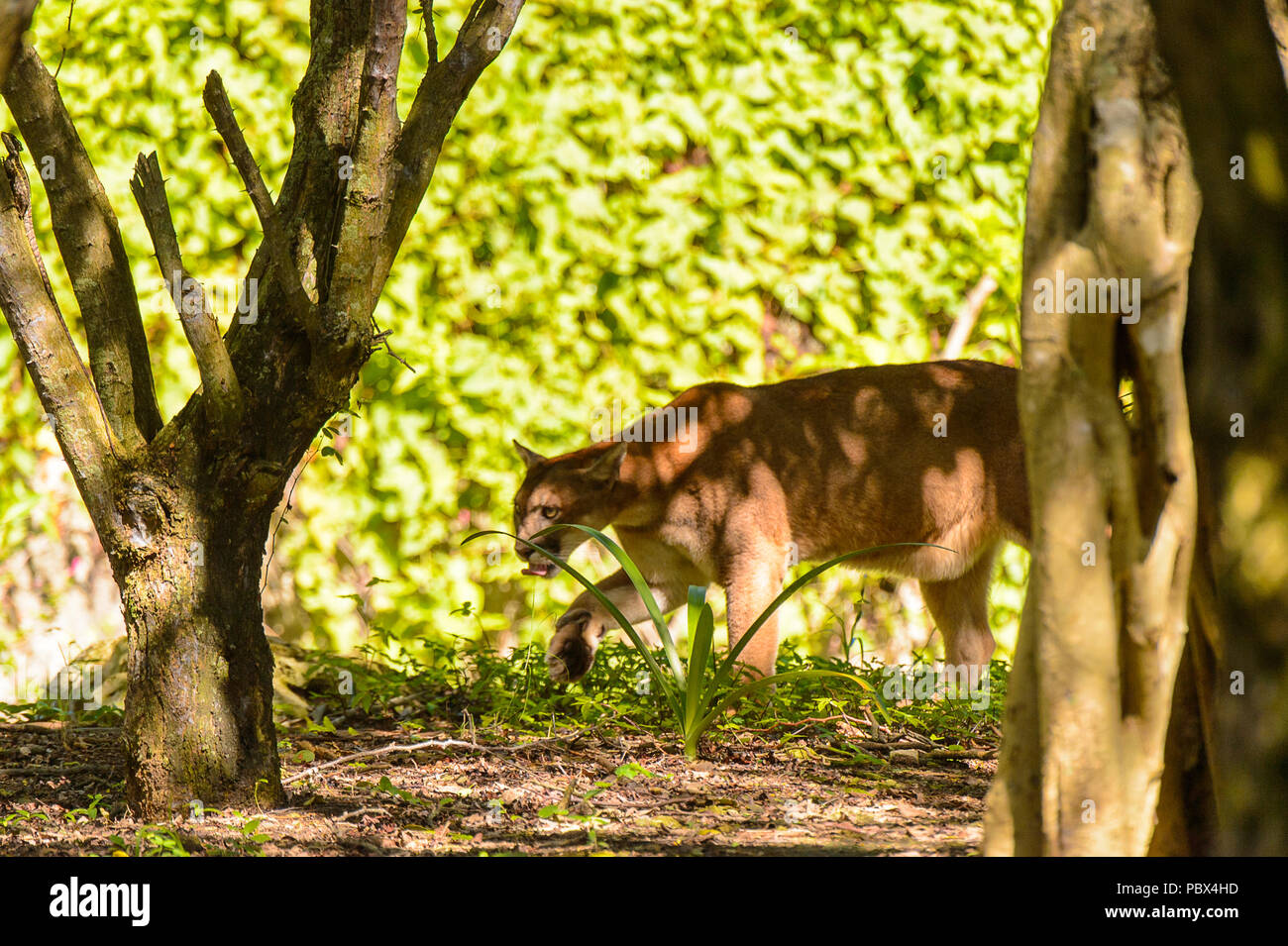 Mexican bobcat hi-res stock photography and images - Alamy