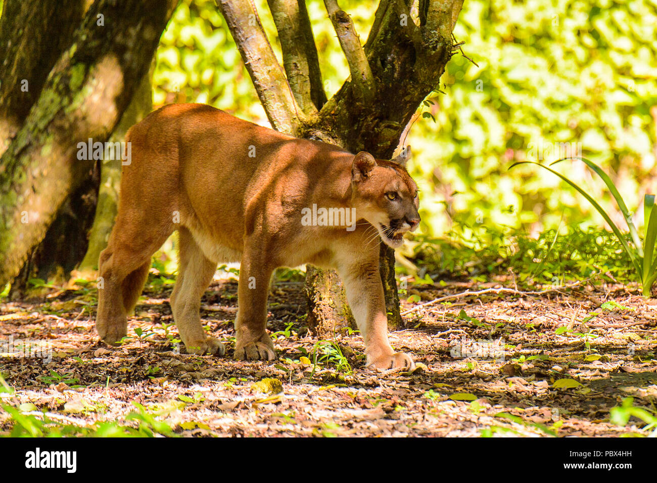 Mexican bobcat hi-res stock photography and images - Alamy