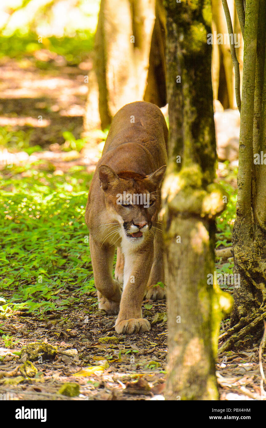 Mexican bobcat hi-res stock photography and images - Alamy