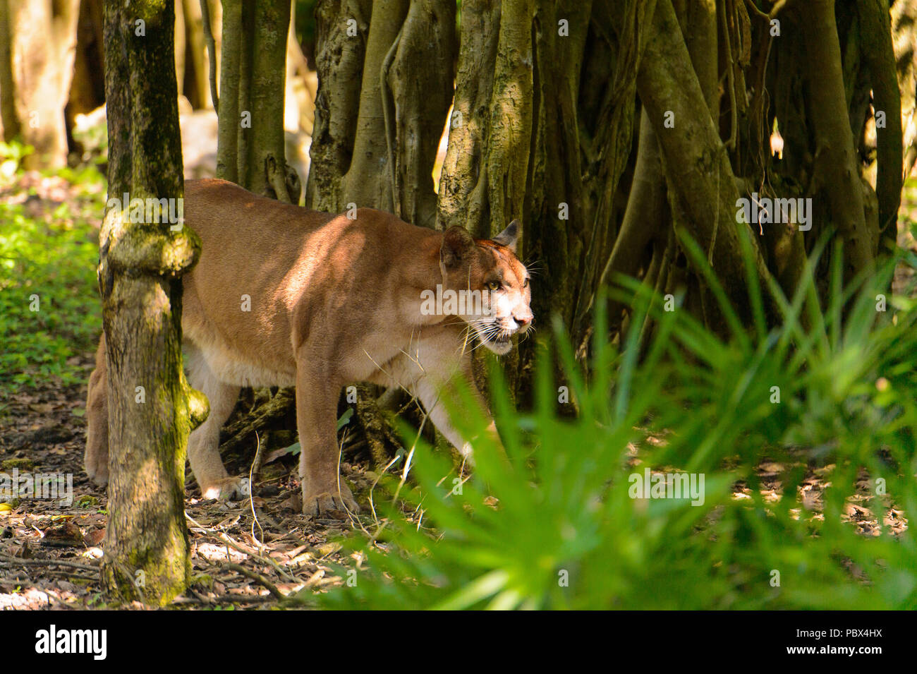 Mexican bobcat hi-res stock photography and images - Alamy