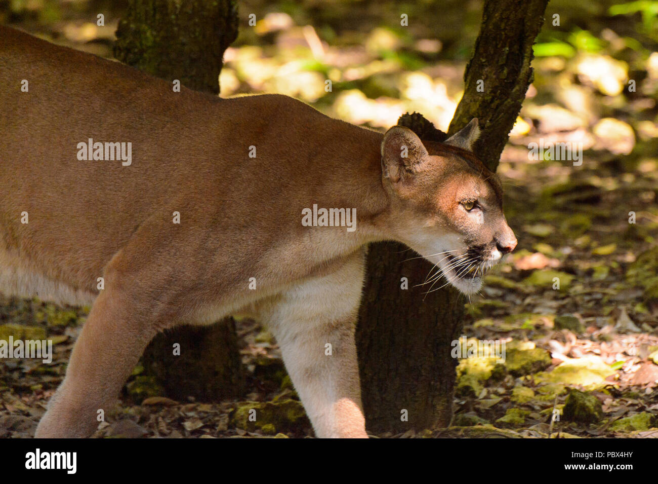 Mexican bobcat hi-res stock photography and images - Alamy