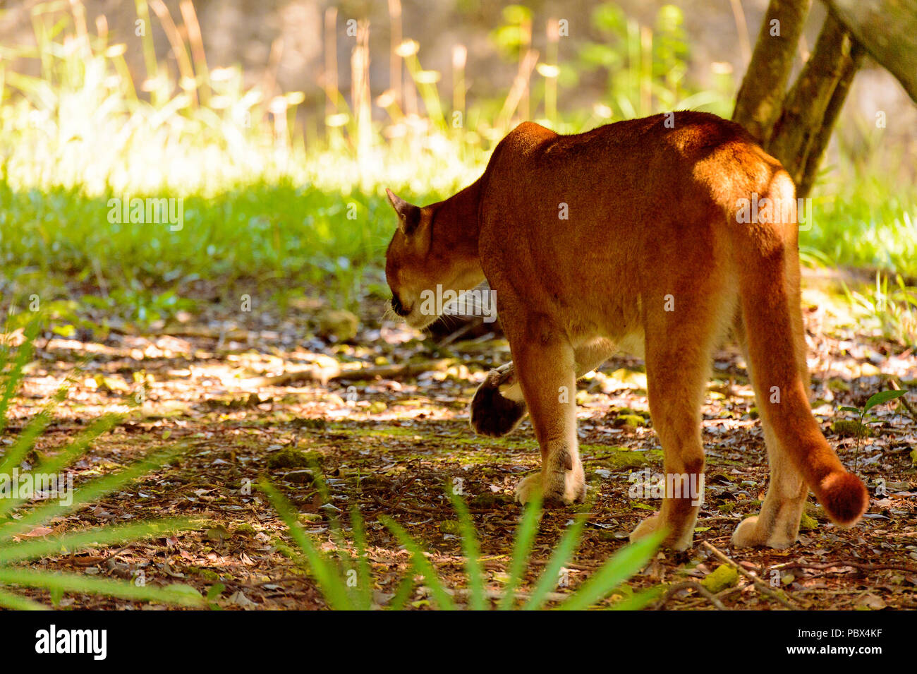 Mexican bobcat hi-res stock photography and images - Alamy