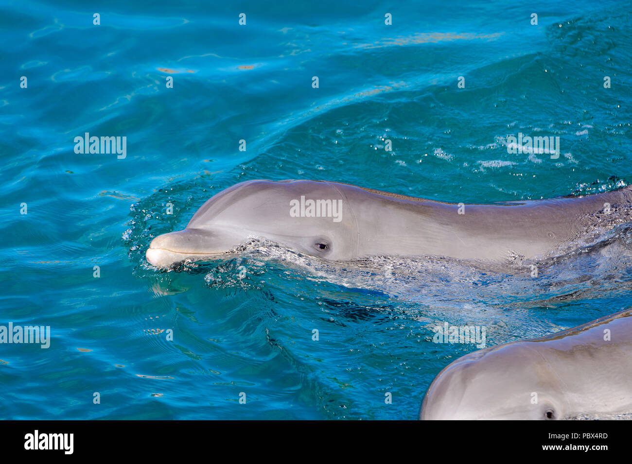 Little dolphin portrait Stock Photo - Alamy
