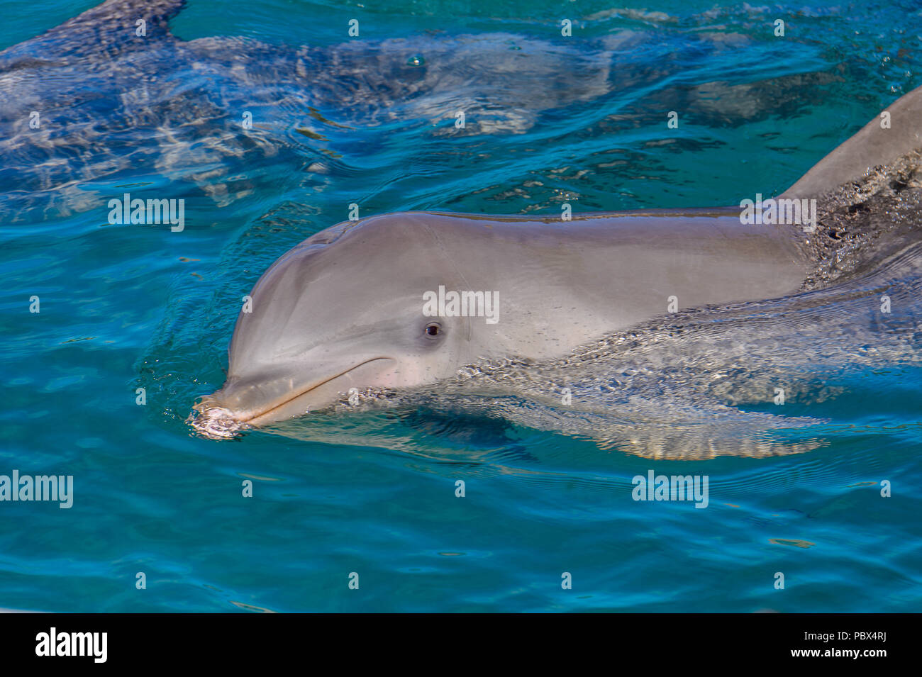 Little dolphin portrait Stock Photo - Alamy