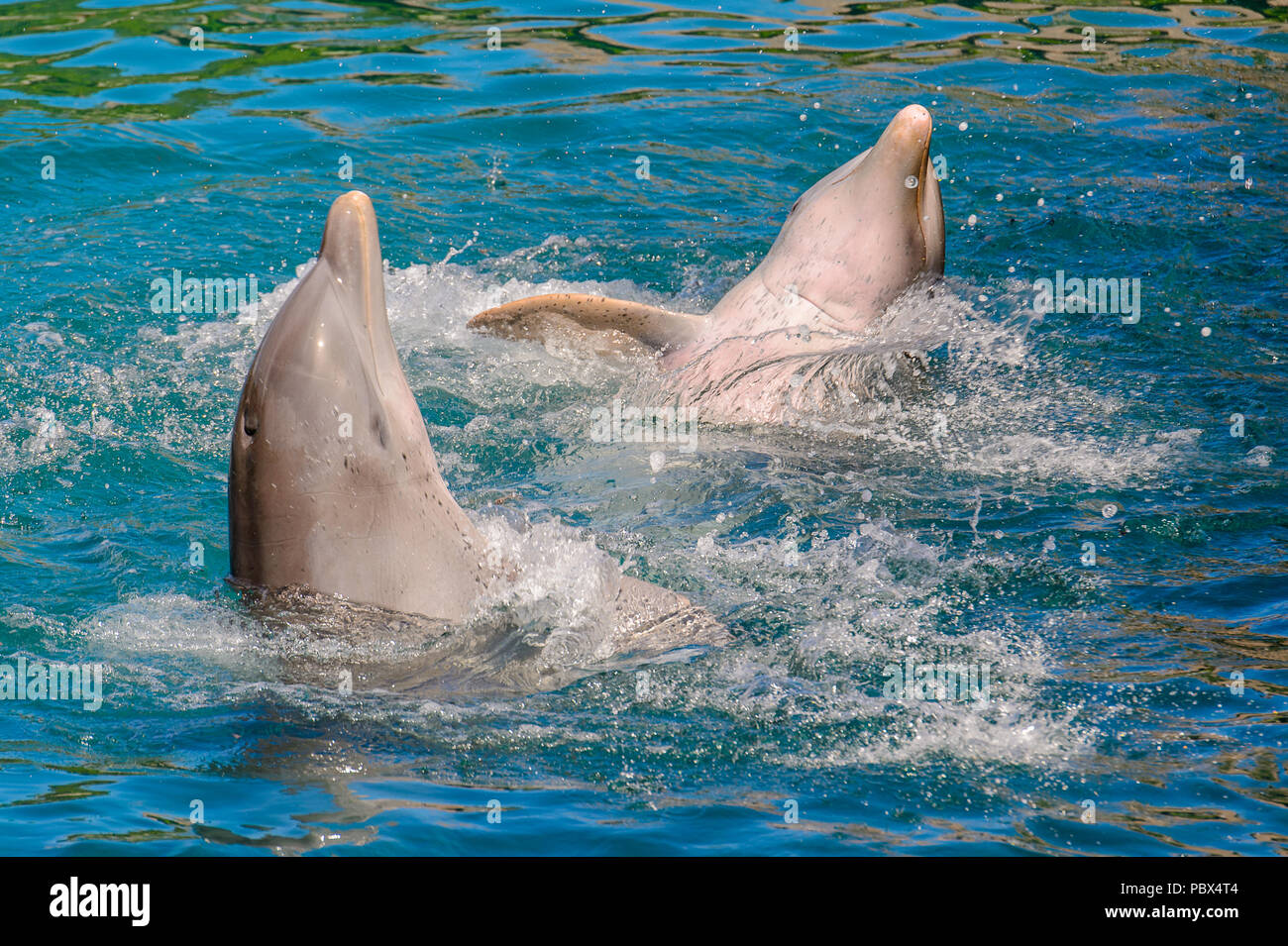 Bottlenose Dolphins Doing Tricks