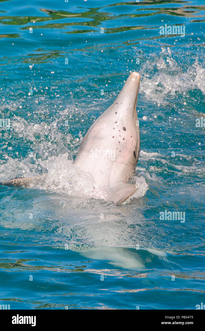 Beautiful dolphin does tricks Stock Photo - Alamy