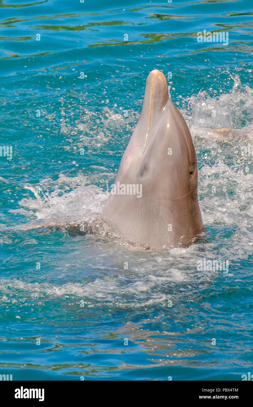 Bottlenose Dolphins Doing Tricks