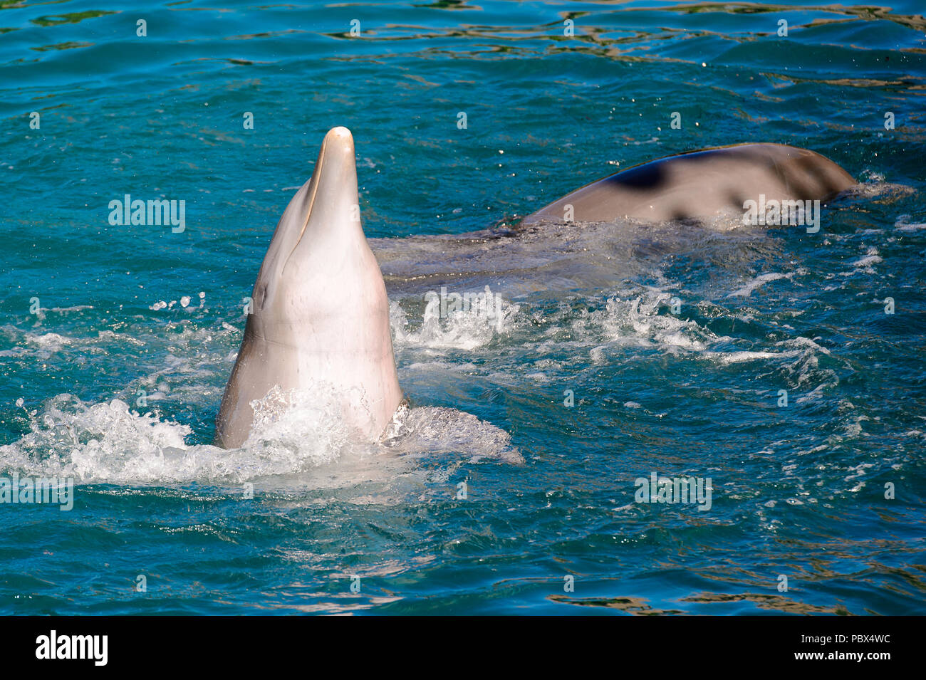 Dolphin Tricks High Resolution Stock Photography and Images - Alamy