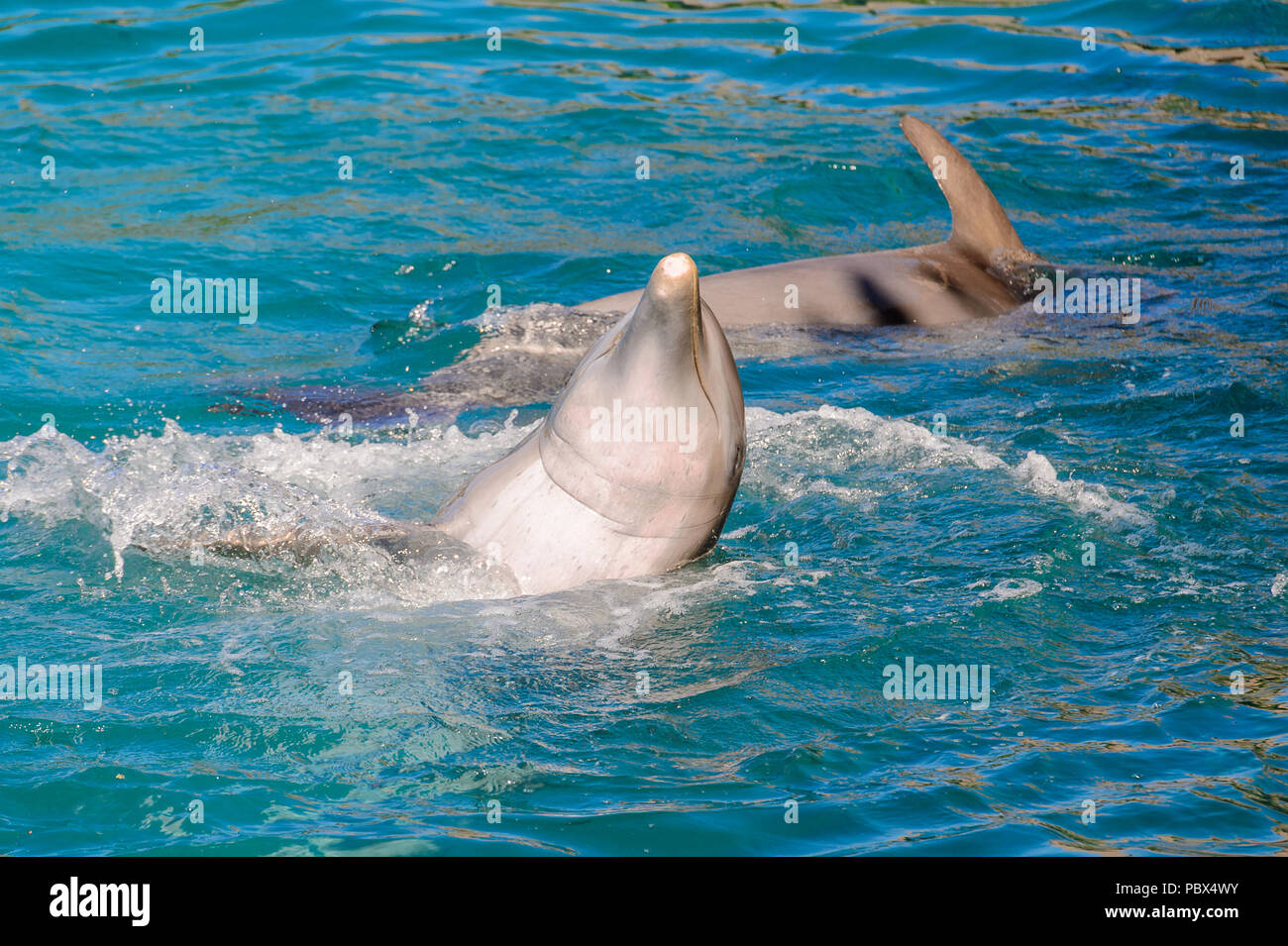 Dolphin tricks hi-res stock photography and images - Alamy