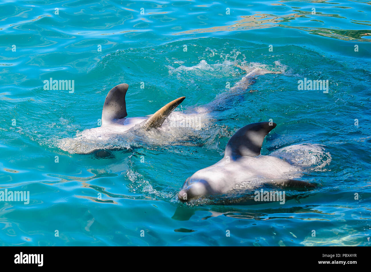 Couple of dolphins do tricks in the water Stock Photo - Alamy
