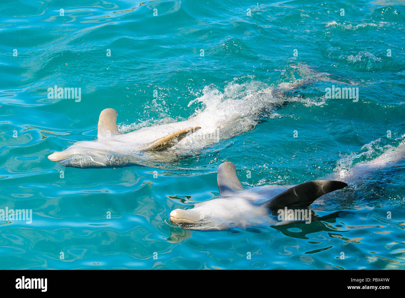 Couple of dolphins do tricks in the water Stock Photo - Alamy