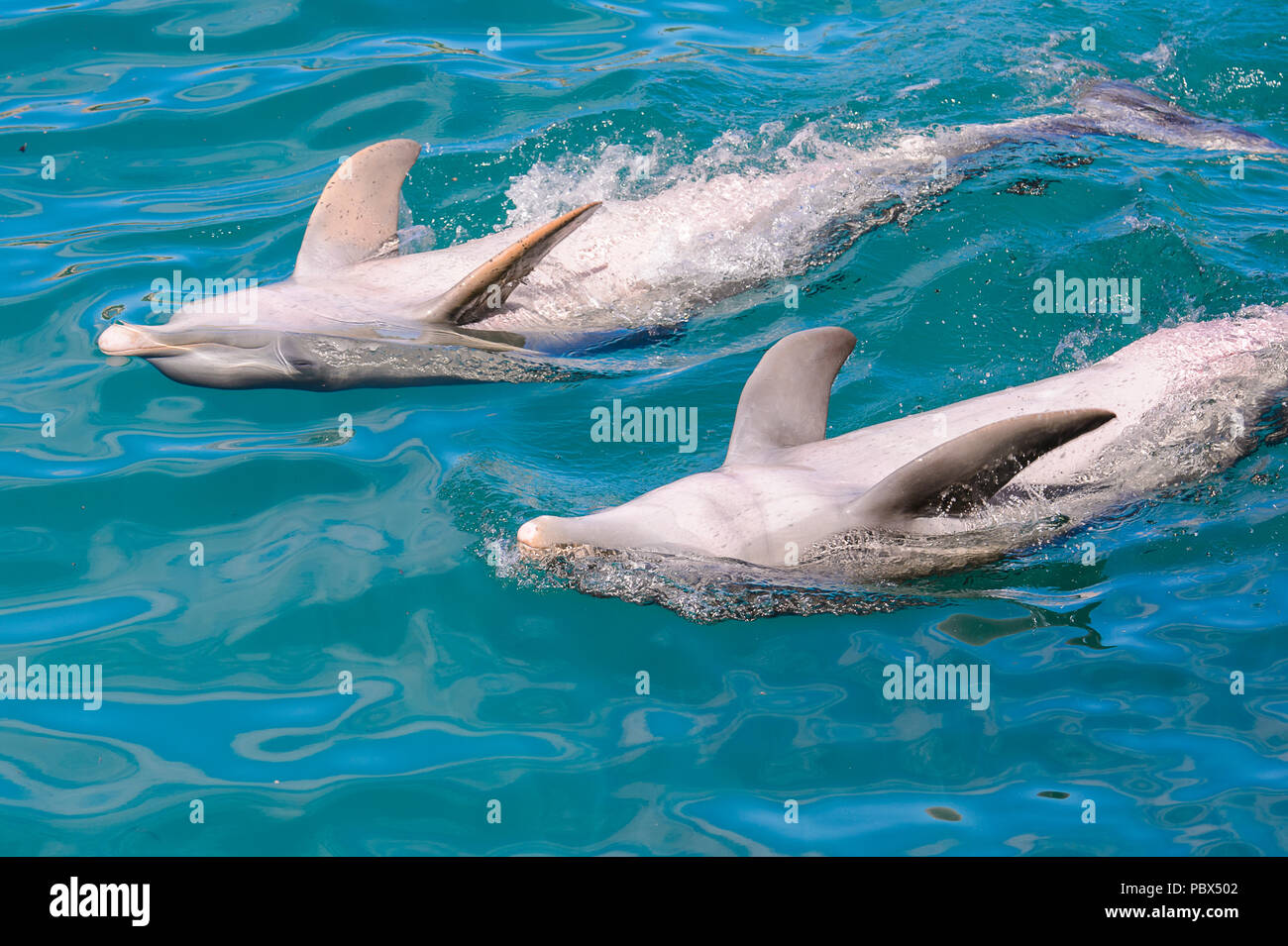 Bottlenose Dolphins Doing Tricks