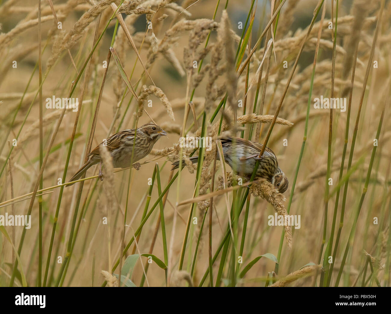 Corn bunting feeding hi-res stock photography and images - Alamy