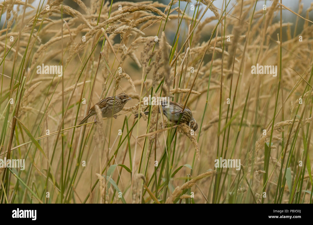 Corn bunting feeding hi-res stock photography and images - Alamy