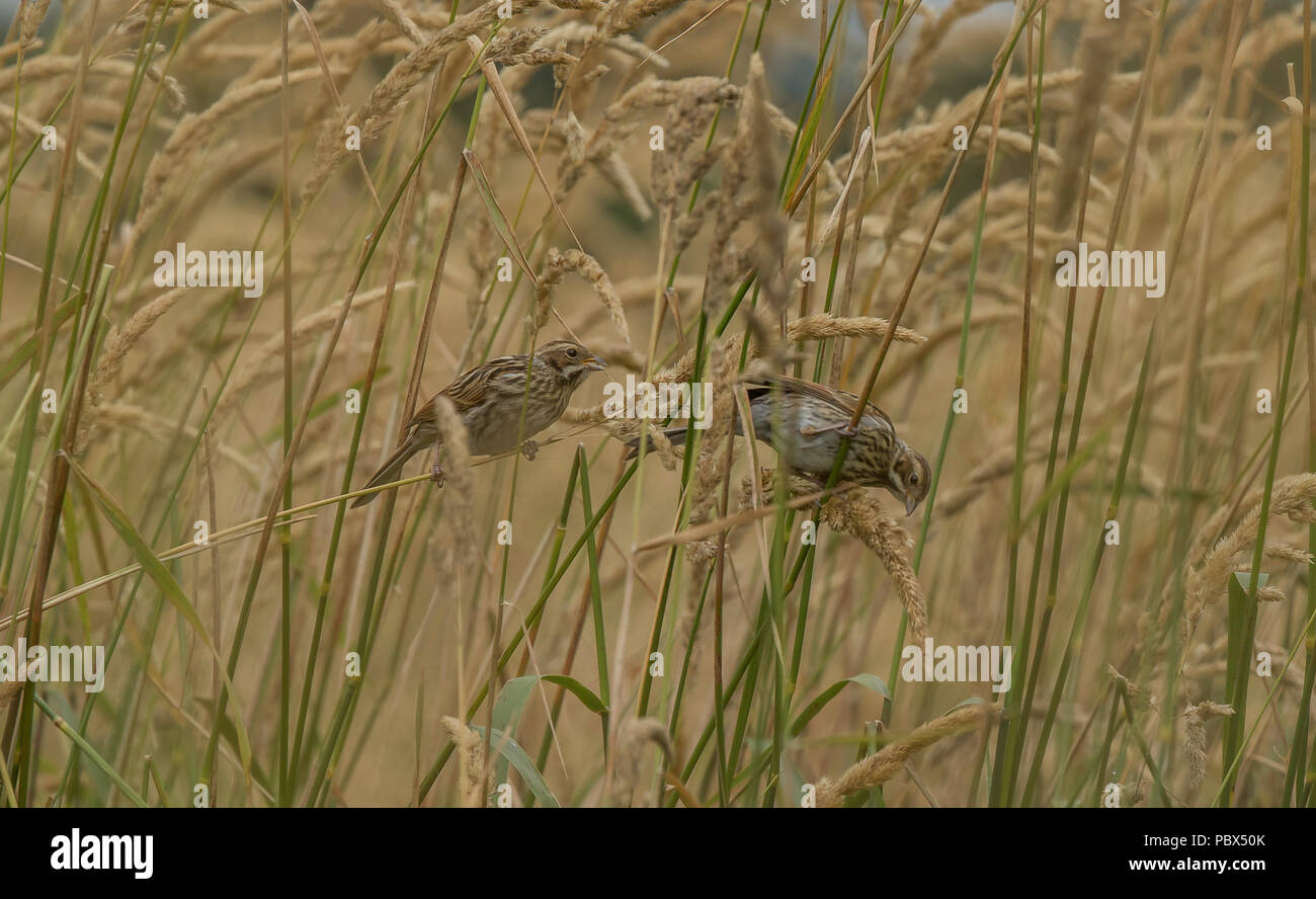 Corn bunting feeding hi-res stock photography and images - Alamy