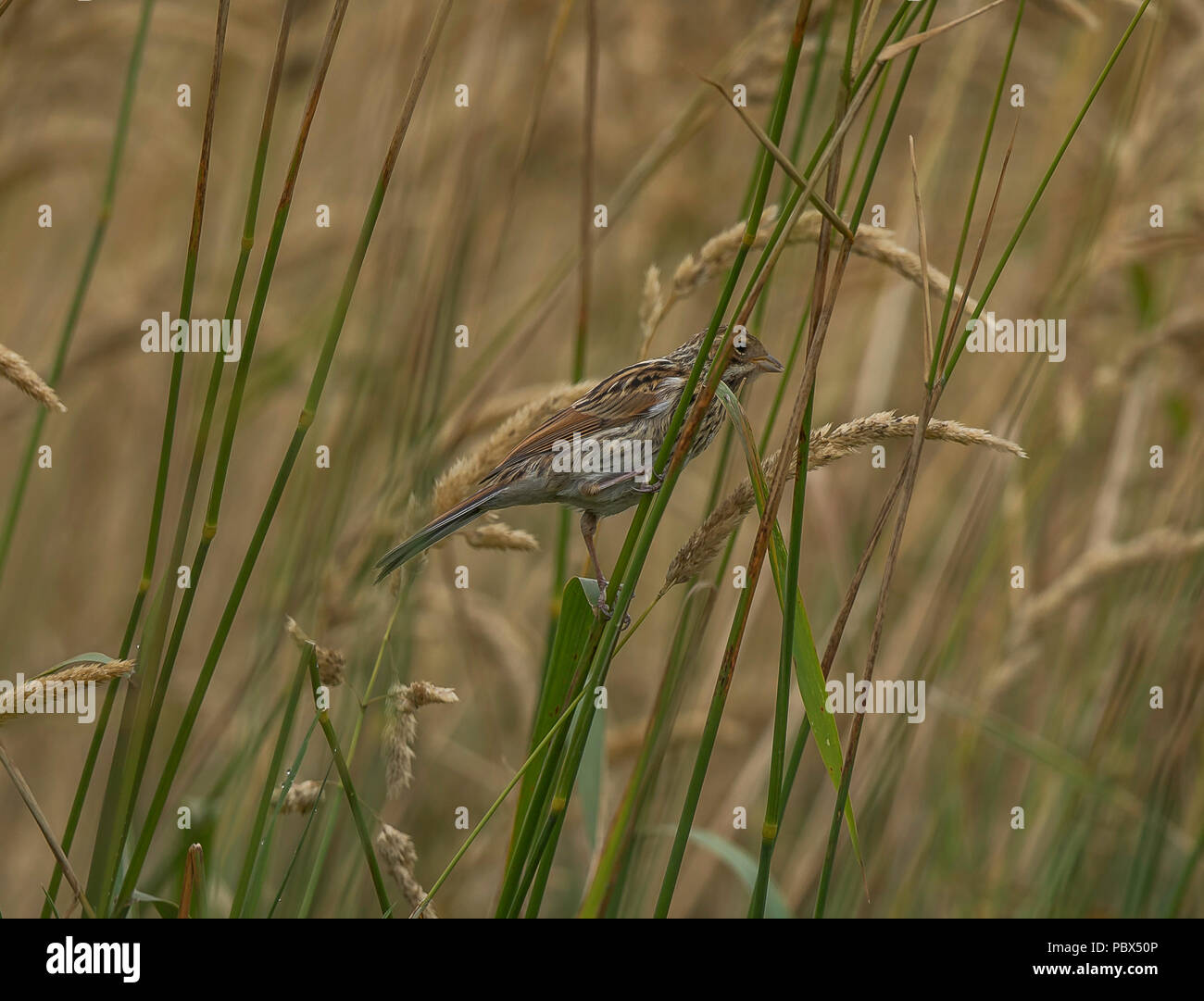 Corn bunting farm hi-res stock photography and images - Alamy