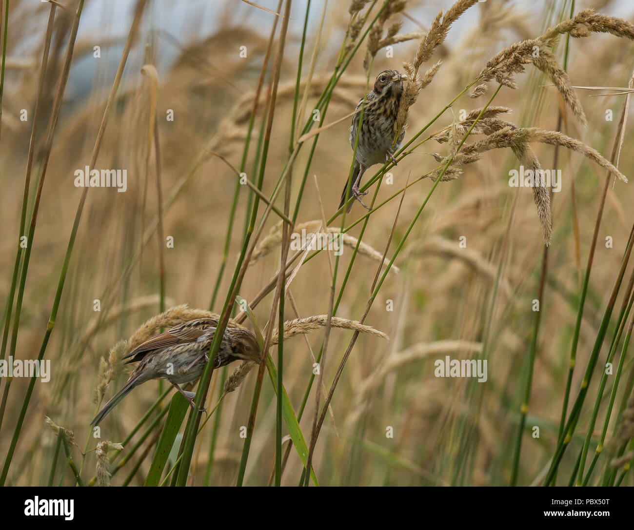 Corn bunting feeding hi-res stock photography and images - Alamy