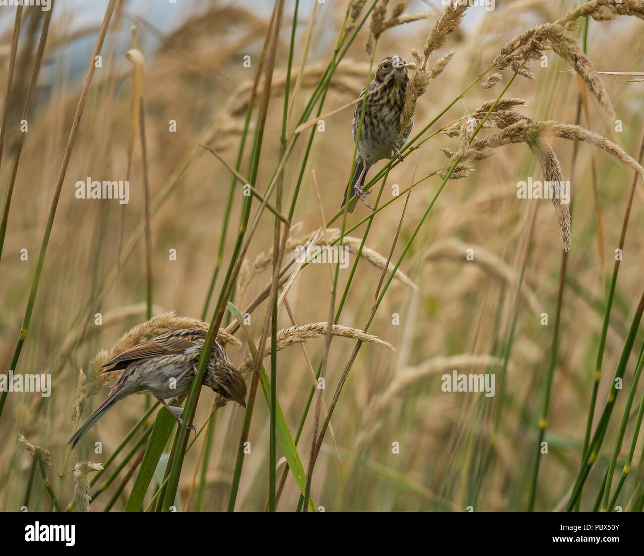 Corn field hedge uk hi-res stock photography and images - Alamy