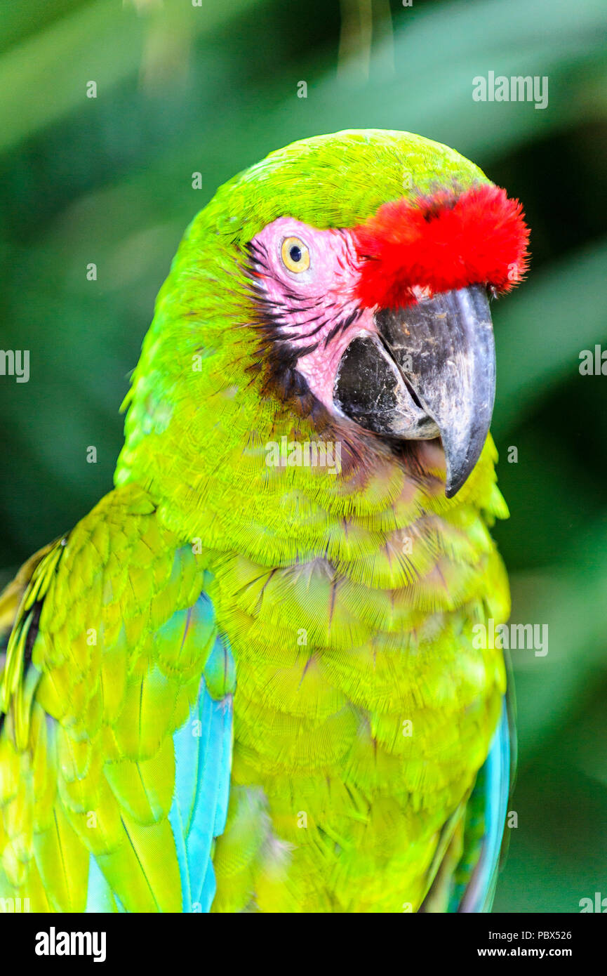 Green parrot from Latin America Stock Photo - Alamy