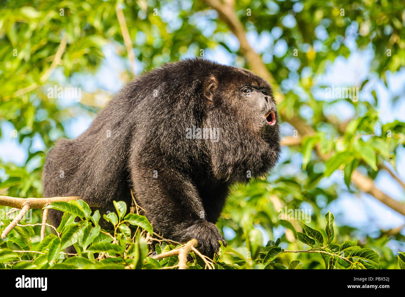 Howler monkey sings on the tree Stock Photo - Alamy