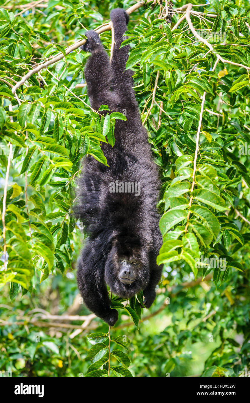 Howler monkey on the tree in Mexico Stock Photo - Alamy